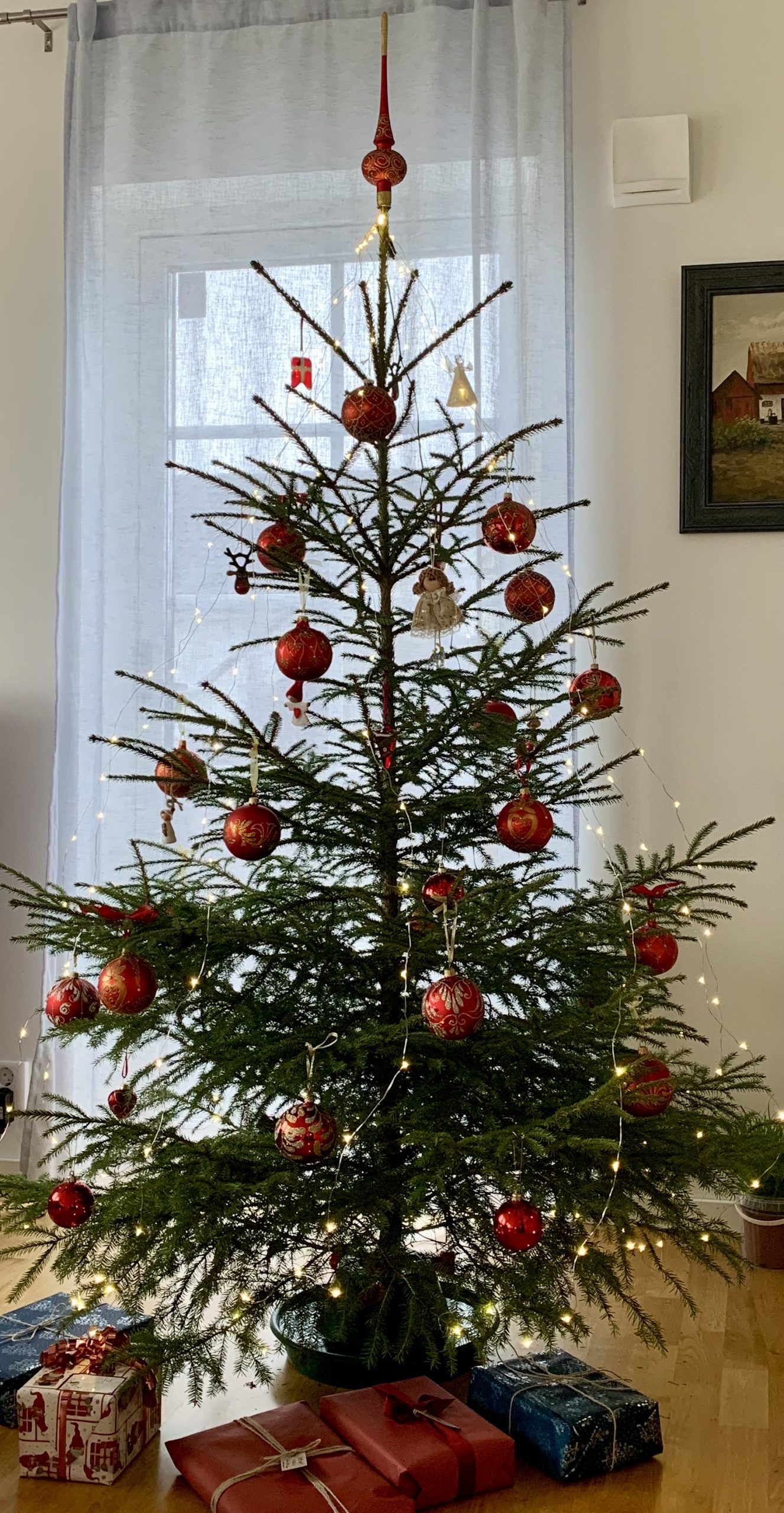 Christmas plants from Sweden and foreign countries – Biologibloggen